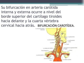 Carotida primitiva | PPTX