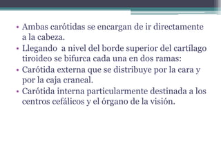 Carotida primitiva | PPTX