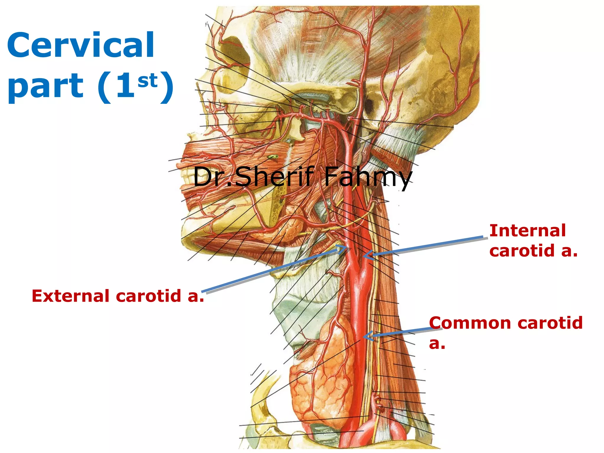 Carotid Arteries (Anatomy of the Neck) | PPS