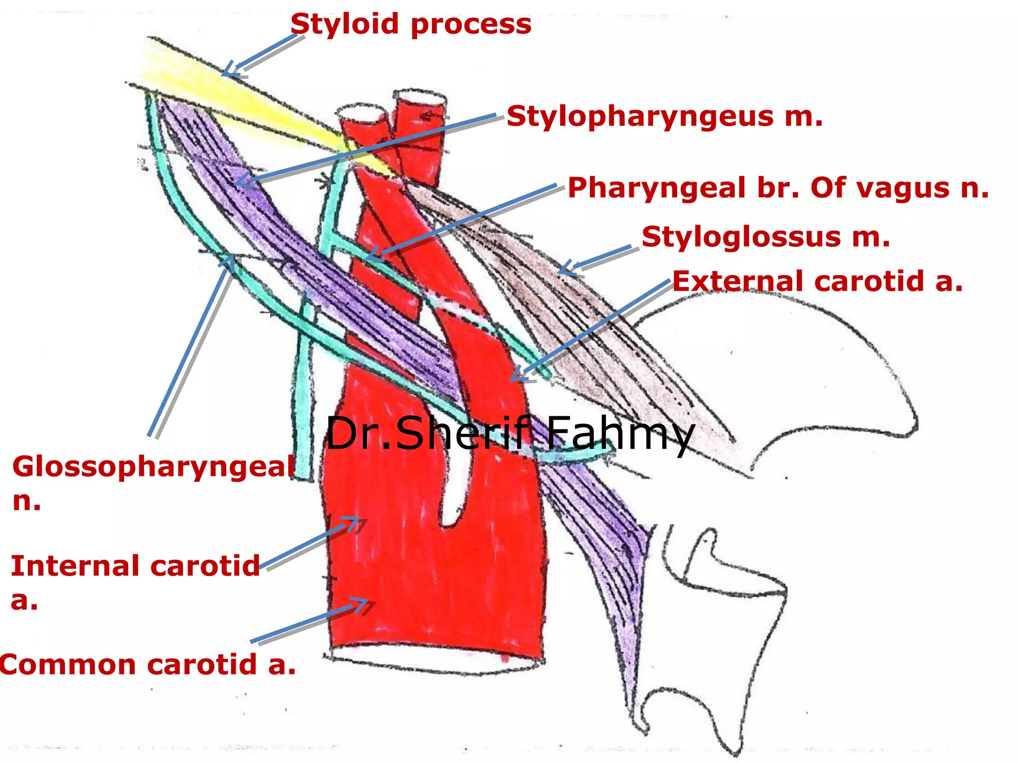 Carotid Arteries (Anatomy of the Neck) | PPS