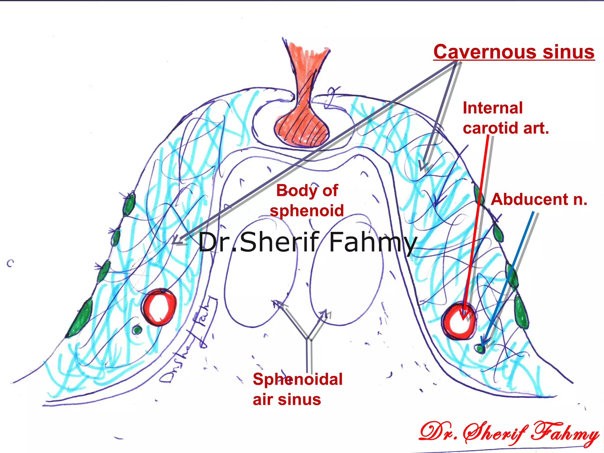 Carotid Arteries (Anatomy of the Neck) | PPS
