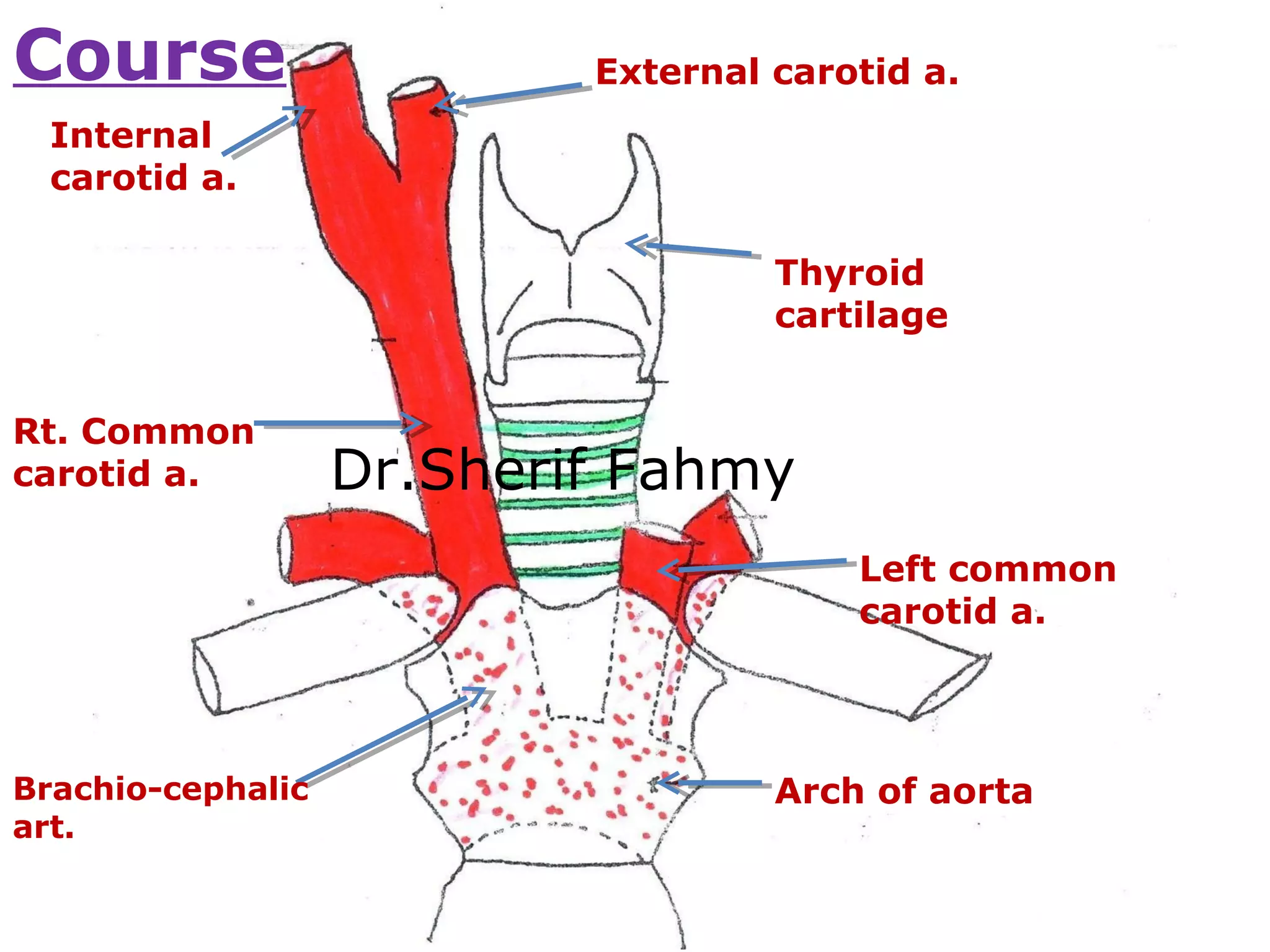 Carotid Anatomy Diagram Radiological Anatomy Of The Carotid Arteries