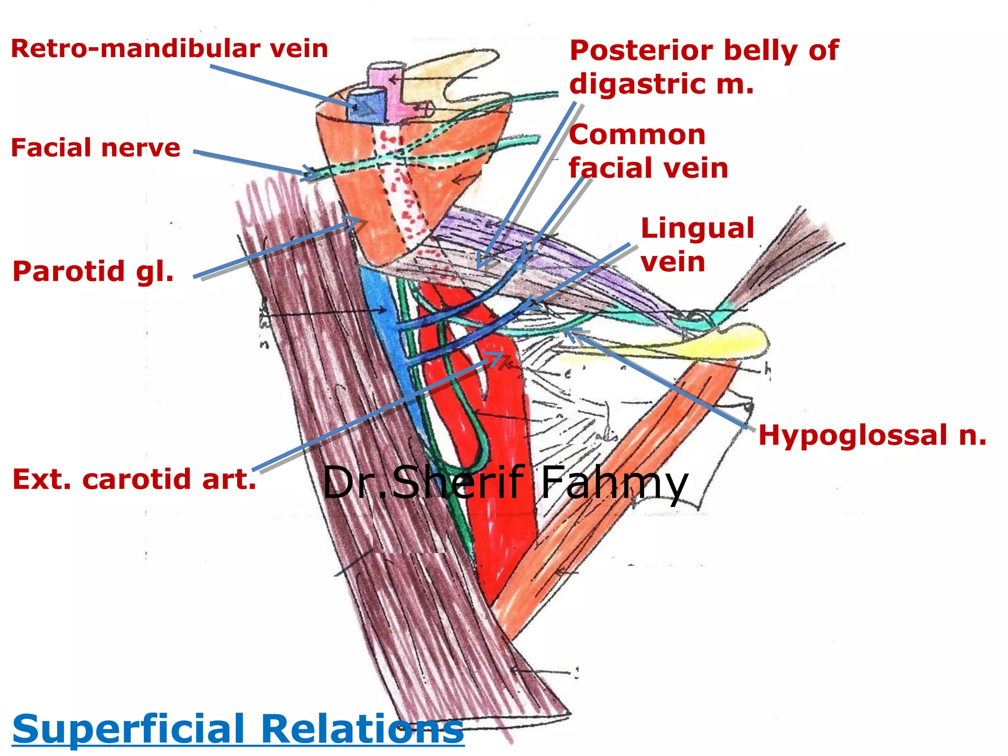 Carotid Arteries (Anatomy of the Neck) | PPS