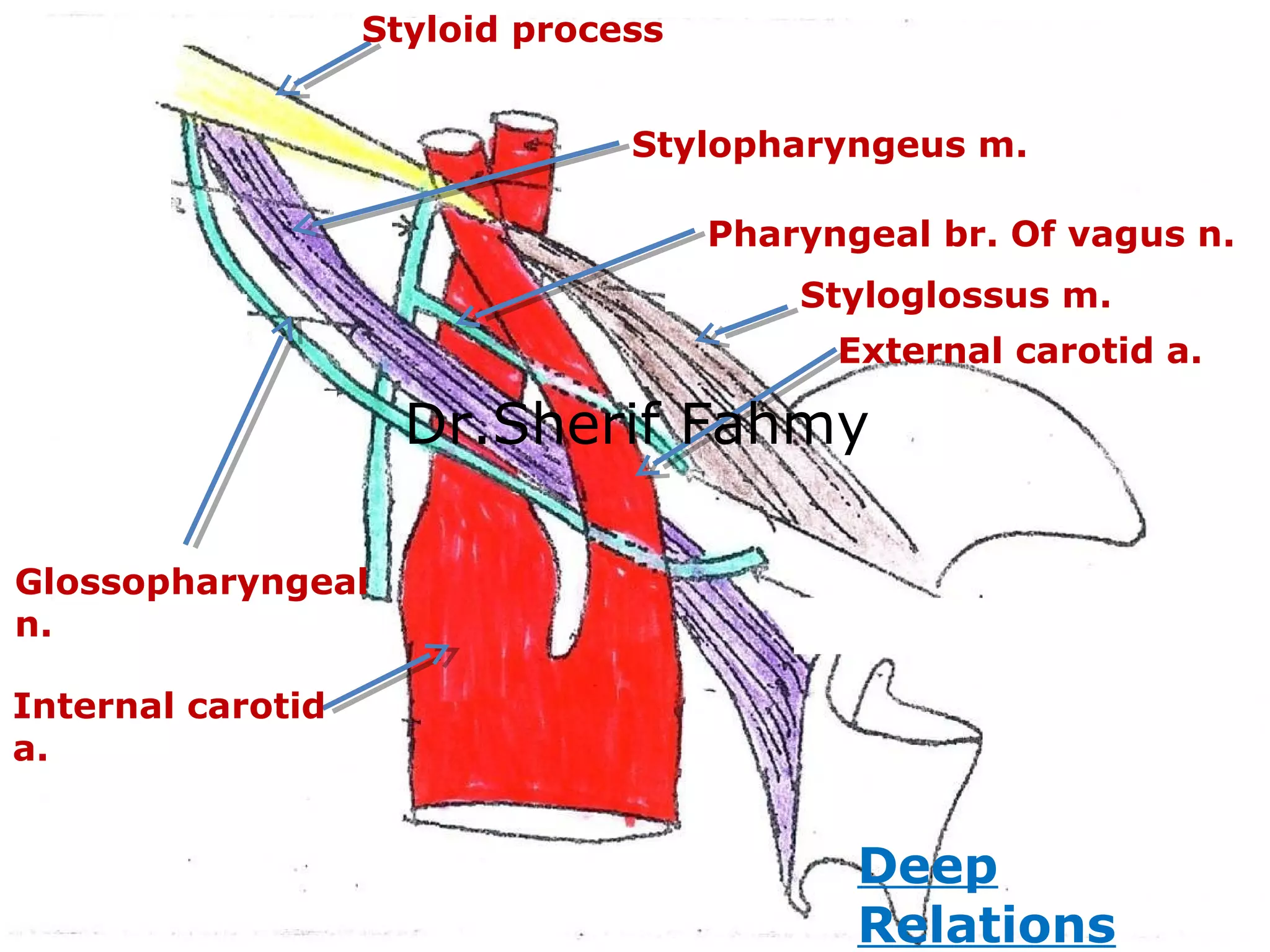 Carotid Arteries (Anatomy of the Neck) | PPS