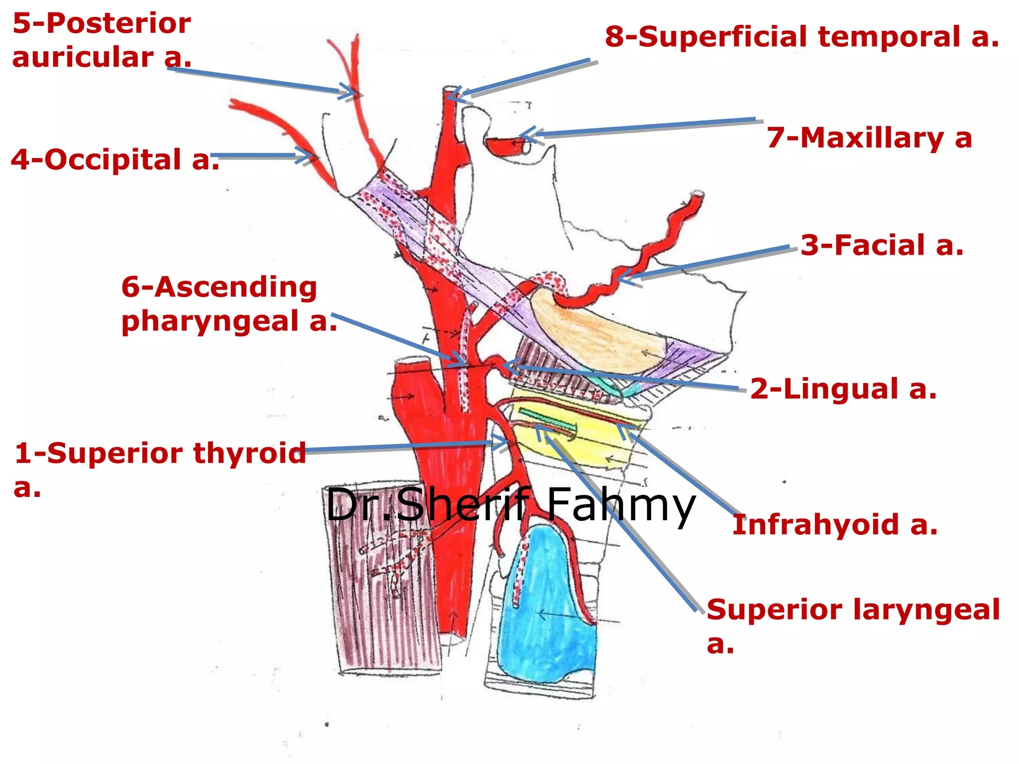 Carotid Arteries (Anatomy of the Neck) | PPS