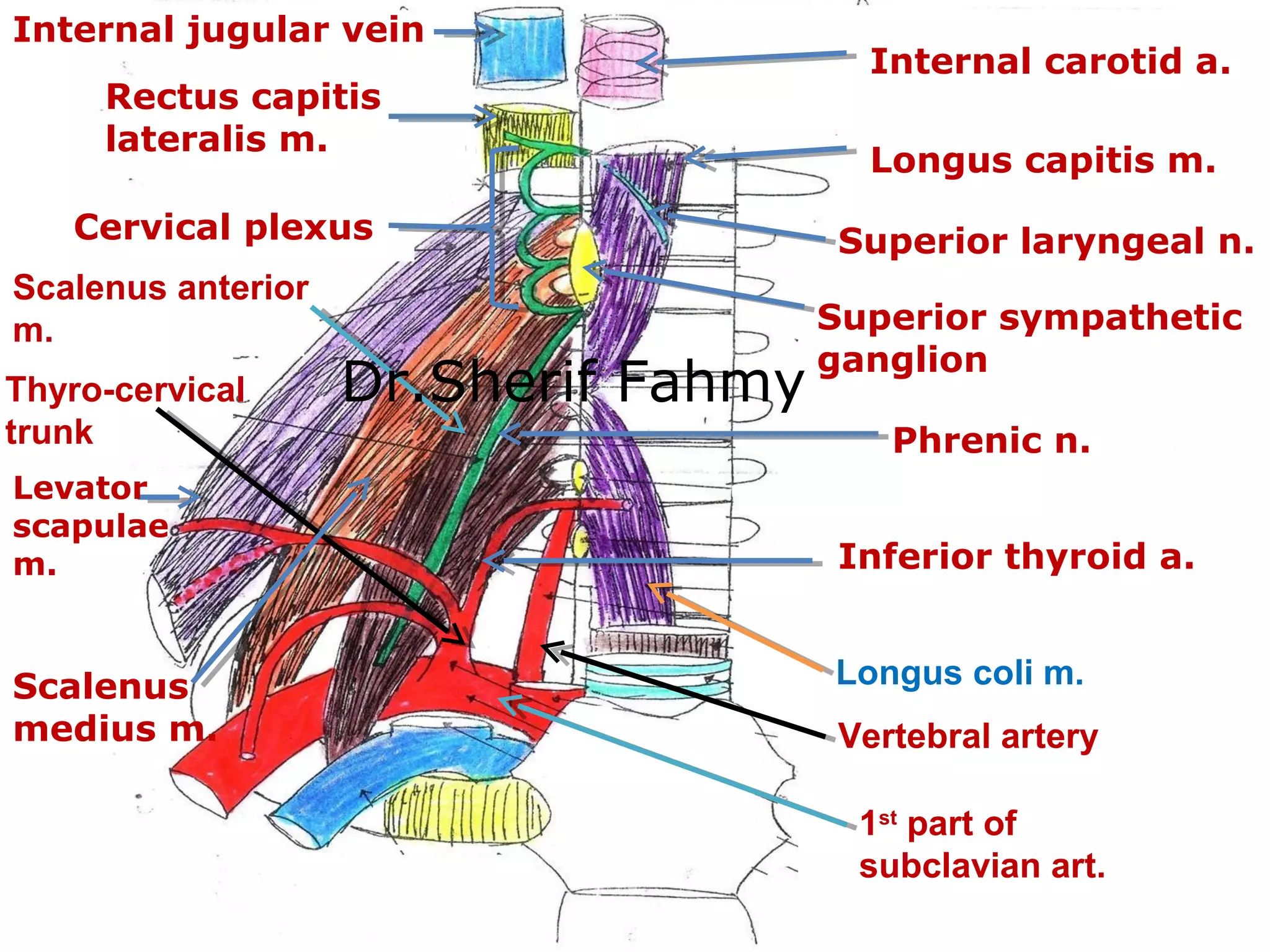 Carotid Arteries (Anatomy of the Neck) | PPS