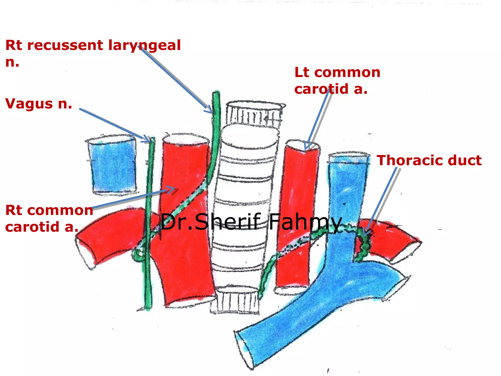 Carotid Arteries (Anatomy of the Neck) | PPS