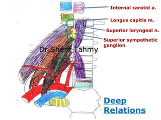 Carotid Arteries (Anatomy of the Neck) | PPS