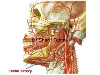 Facial Artery Netter