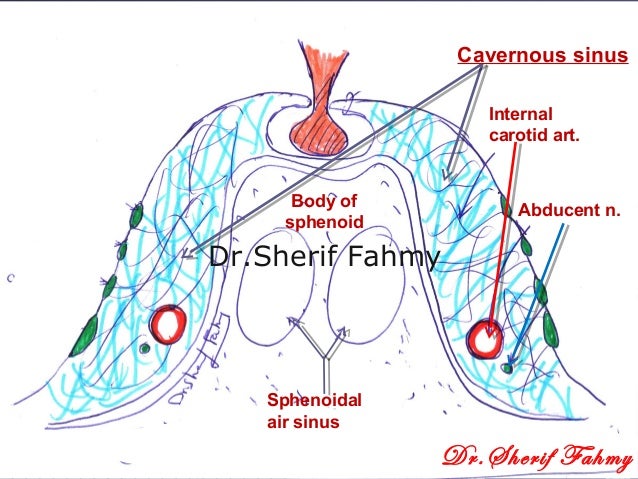 Carotid Arteries (Anatomy of the Neck)