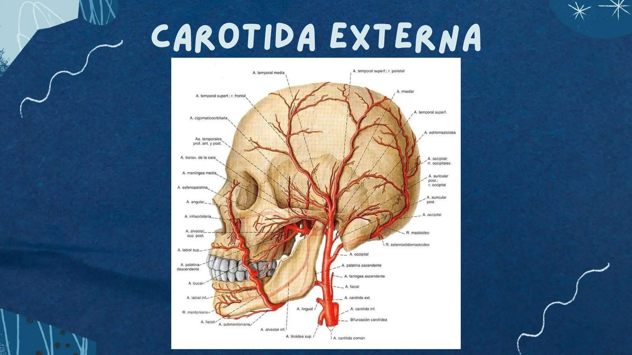 Anatomia de las arterias carotidas tanto int. como ext. | PPTX