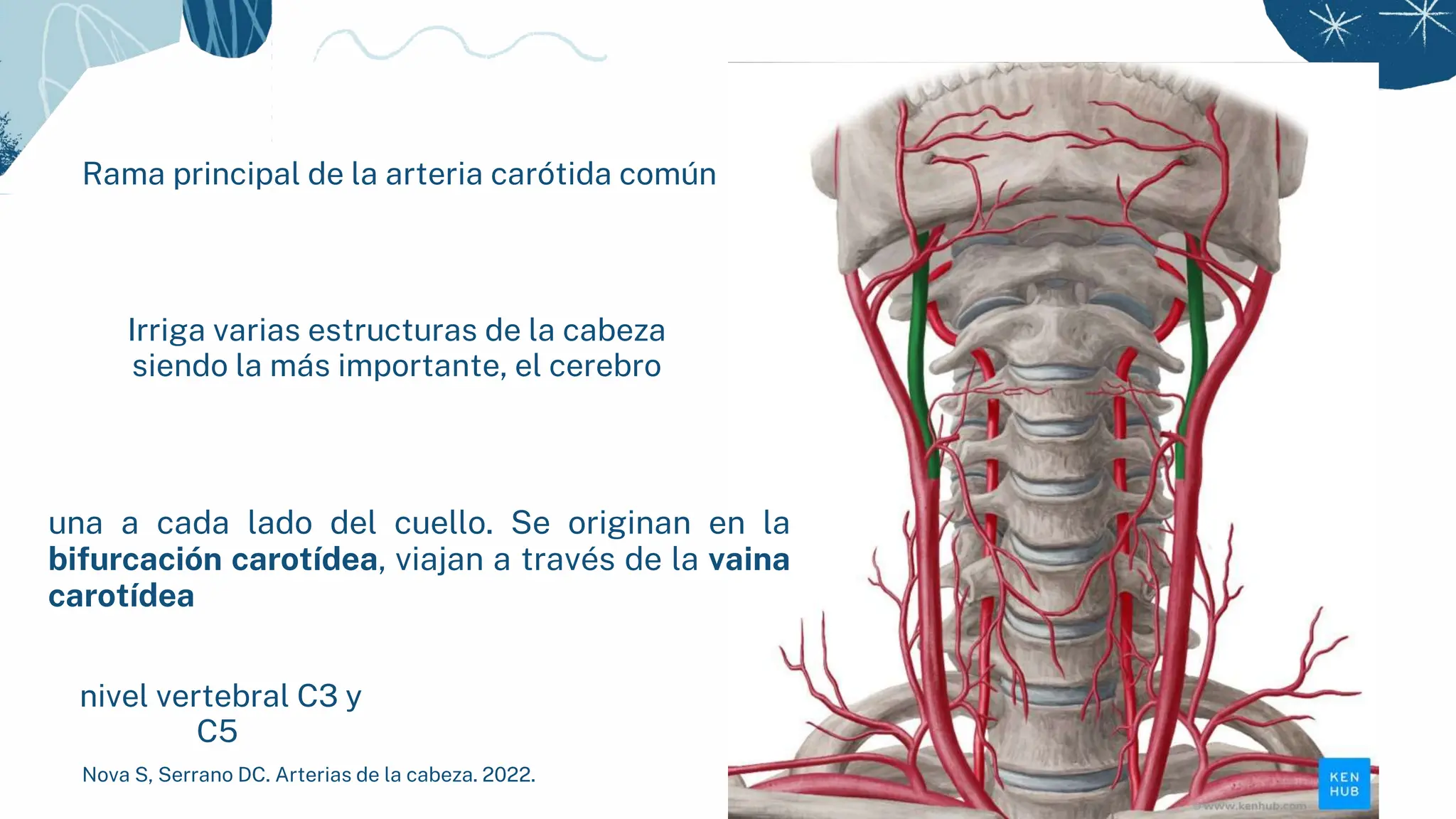 Anatomia de las arterias carotidas tanto int. como ext. | PPTX