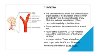 CAROTID BODY TUMOR Carotid body tumor ca | PPTX
