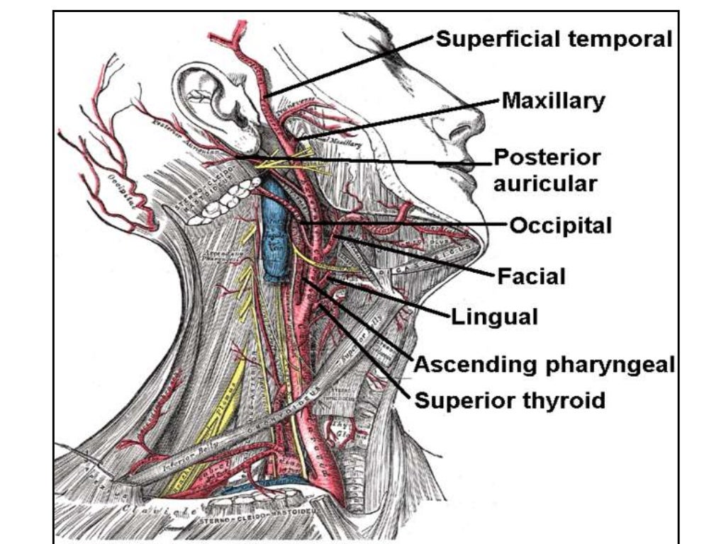 Carotid endarterectomy
