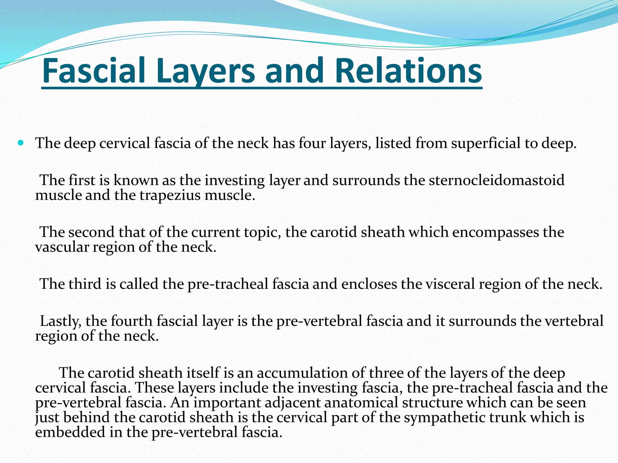 Carotid Sheath | PPTX