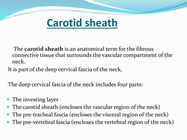 Carotid Sheath | PPTX