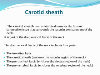 Carotid Sheath | PPT