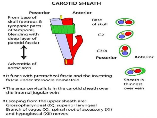 Carotid Sheath