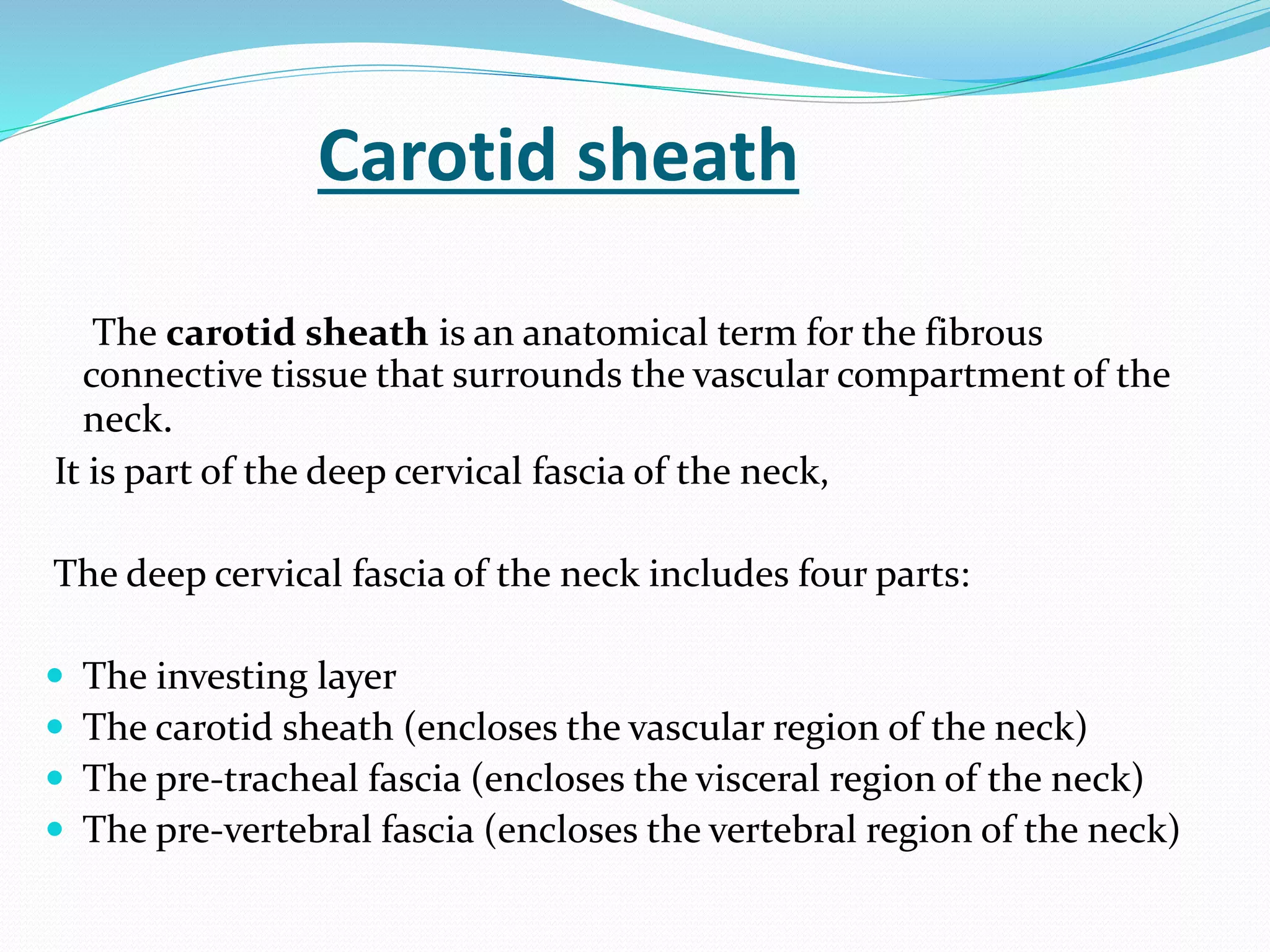 Carotid Sheath | PPTX