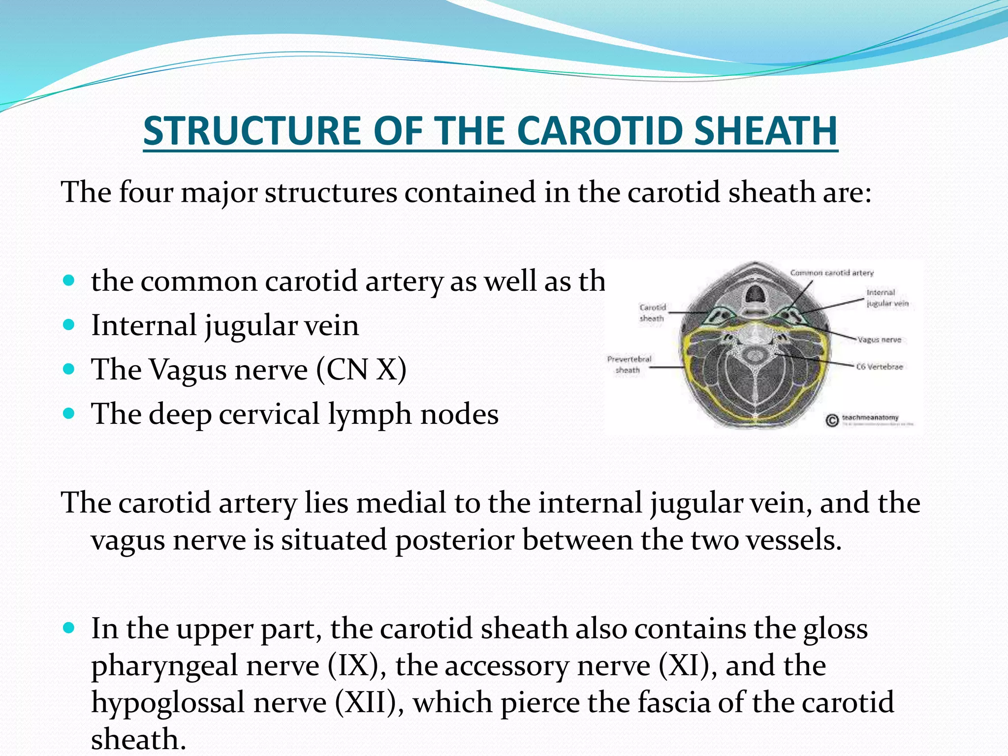 Carotid Sheath | PPTX
