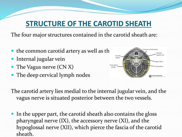 Carotid Sheath | PPTX