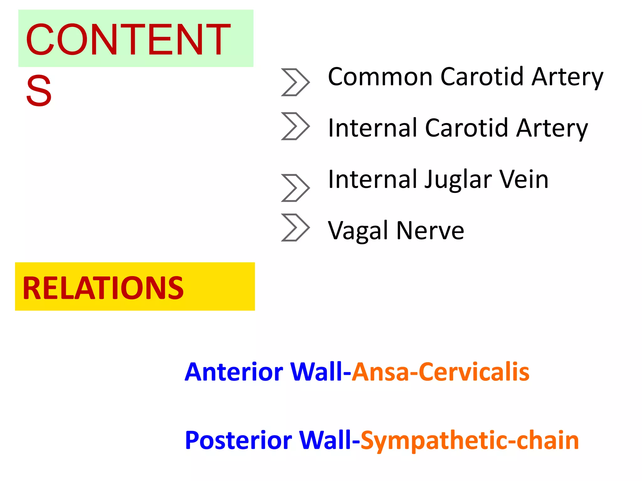 CAROTID SHEATH-WPS Office.pptx