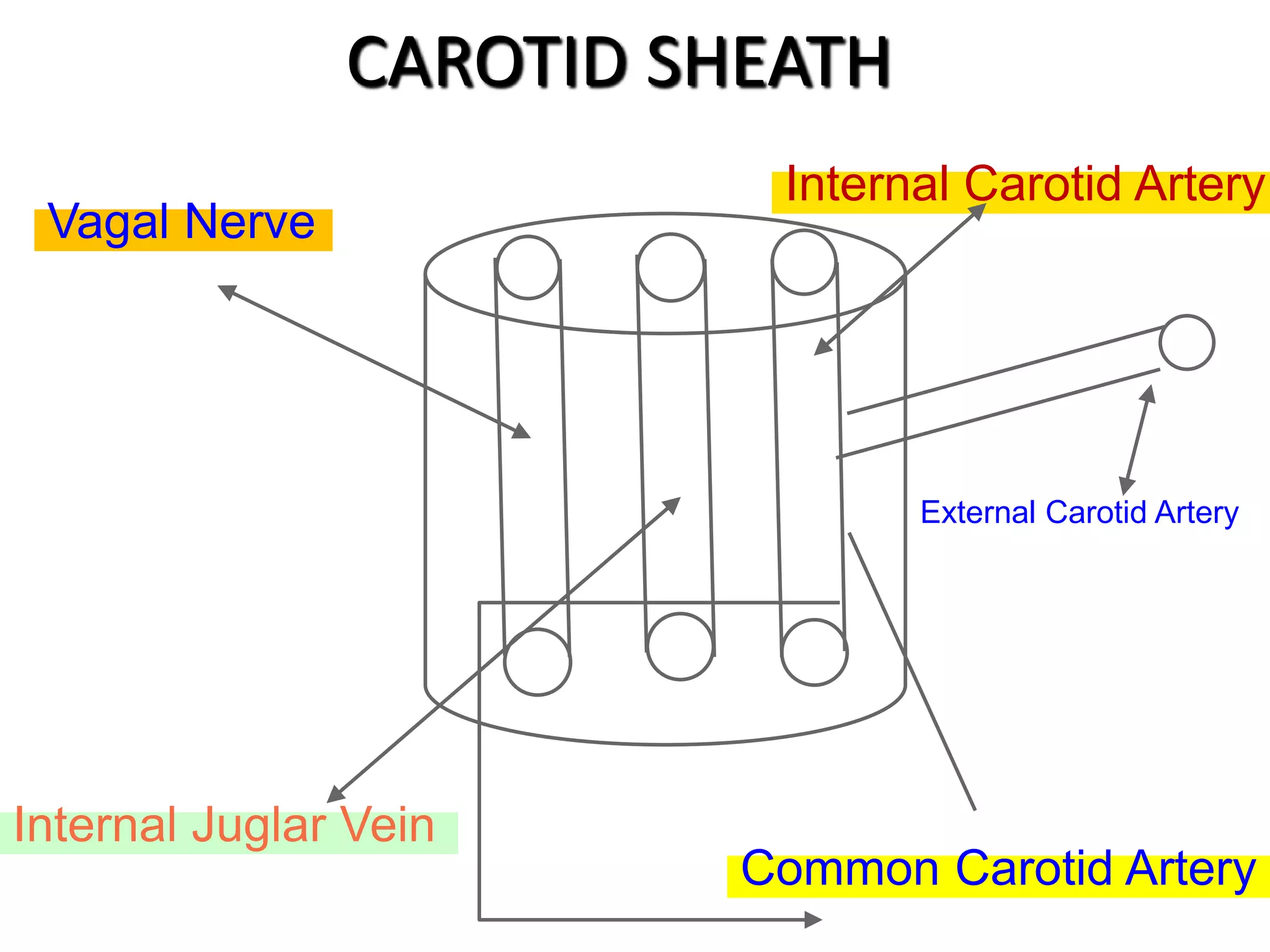 CAROTID SHEATH-WPS Office.pptx