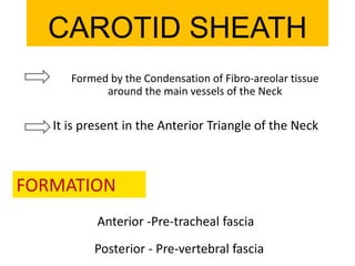 CAROTID SHEATH-WPS Office.pptx