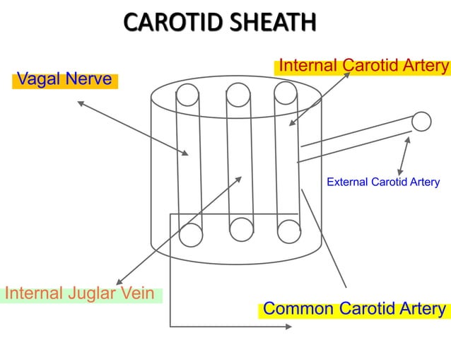 CAROTID SHEATH-WPS Office.pptx