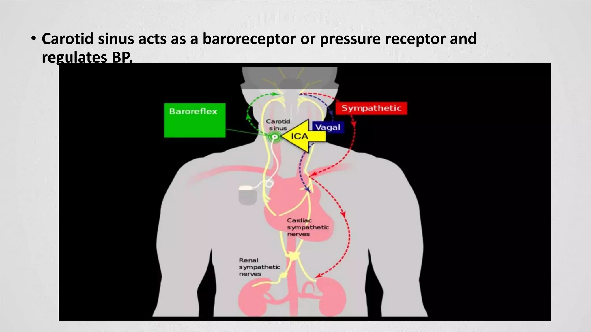 CAROTID SINUS presentation__.ppt