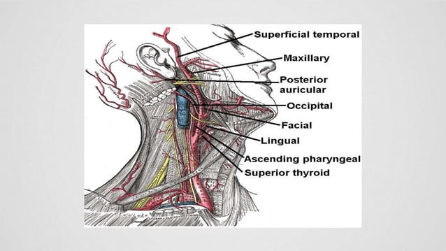 CAROTID SINUS presentation__.ppt | Ear, Nose and Throat Conditions ...