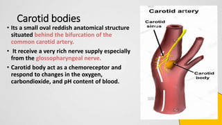 CAROTID SINUS presentation__.ppt