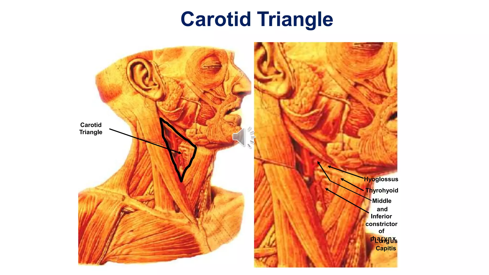 Carotid traiangle | PPTX