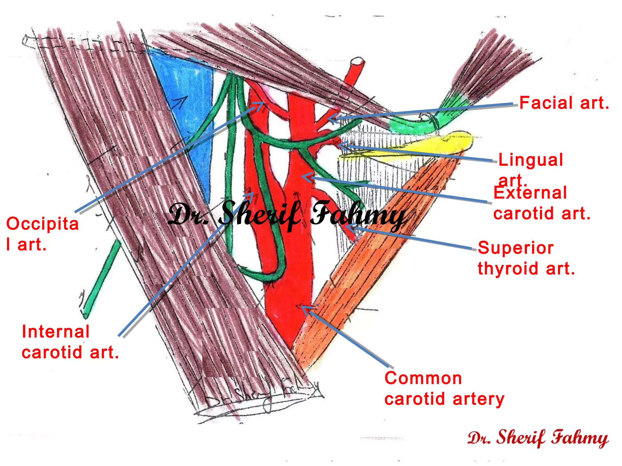 Carotid Triangle (Anatomy of the Neck) | PPS