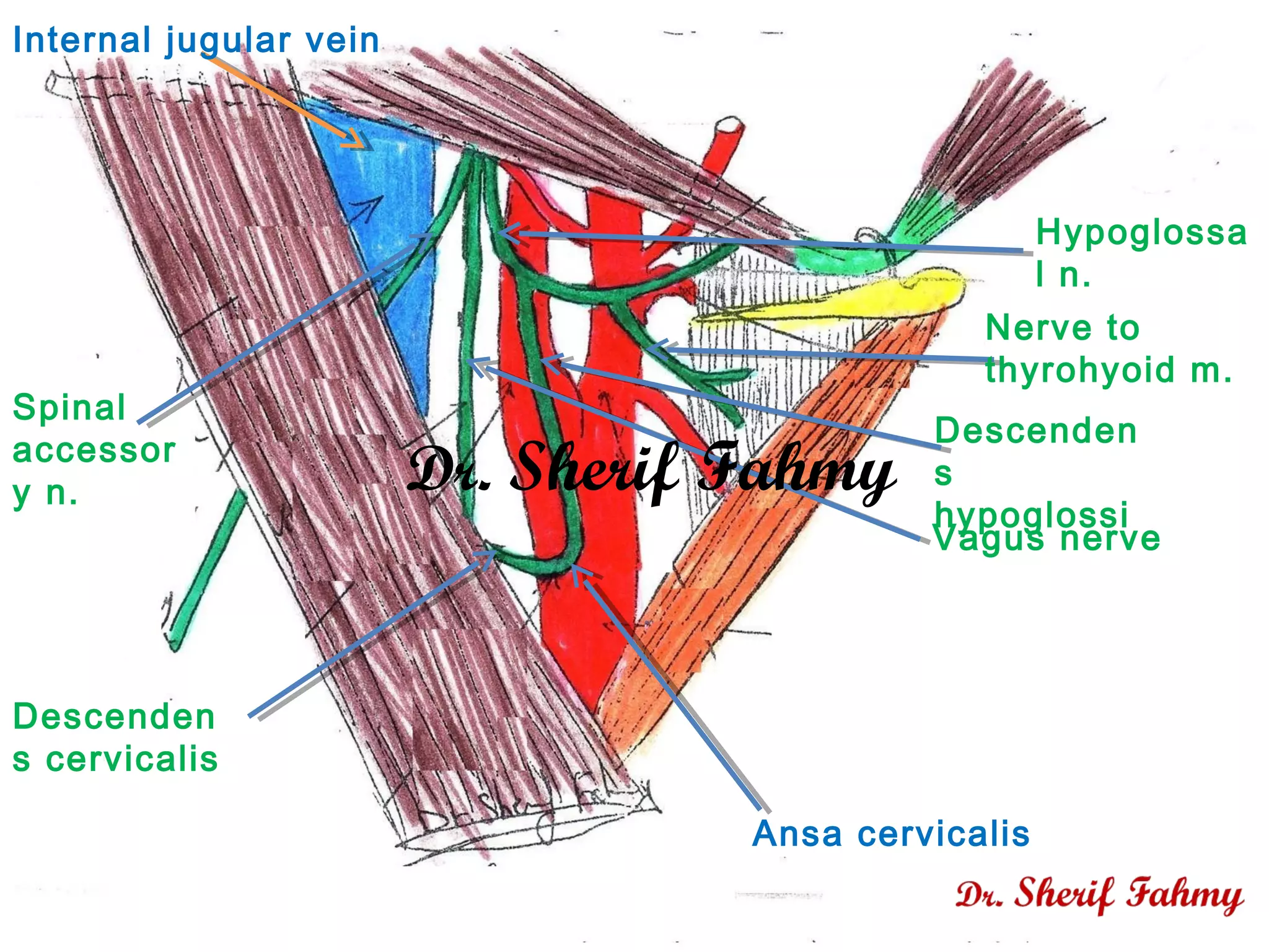 Carotid Triangle (Anatomy of the Neck) | PPS