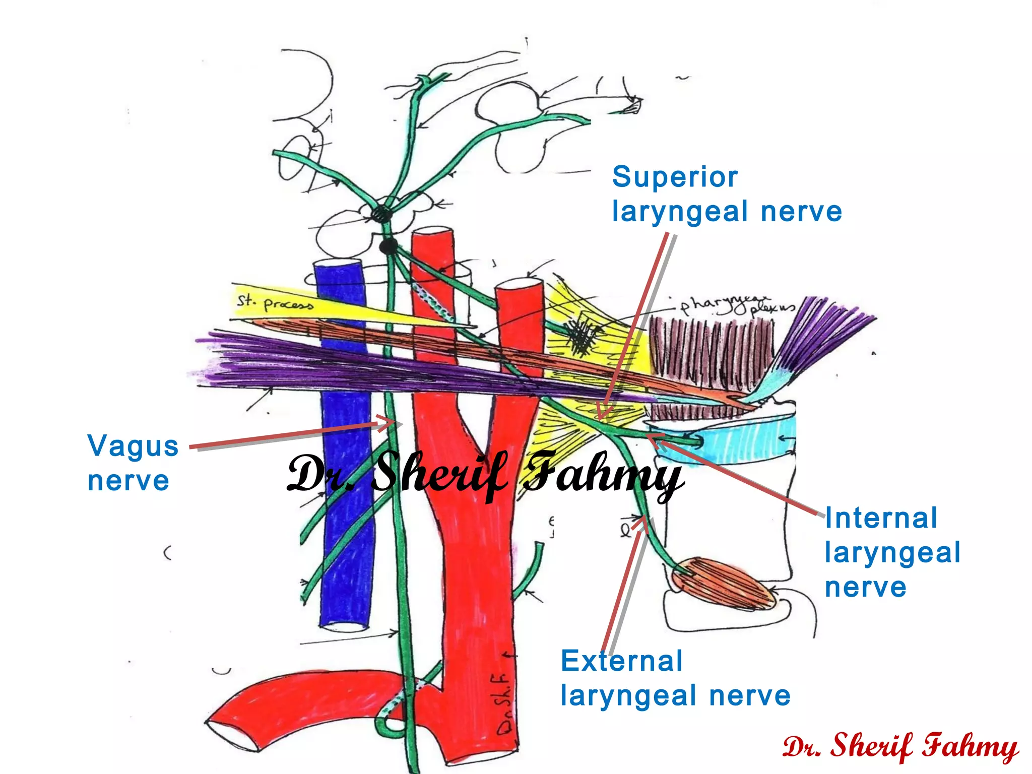 Carotid Triangle (Anatomy of the Neck) | PPS