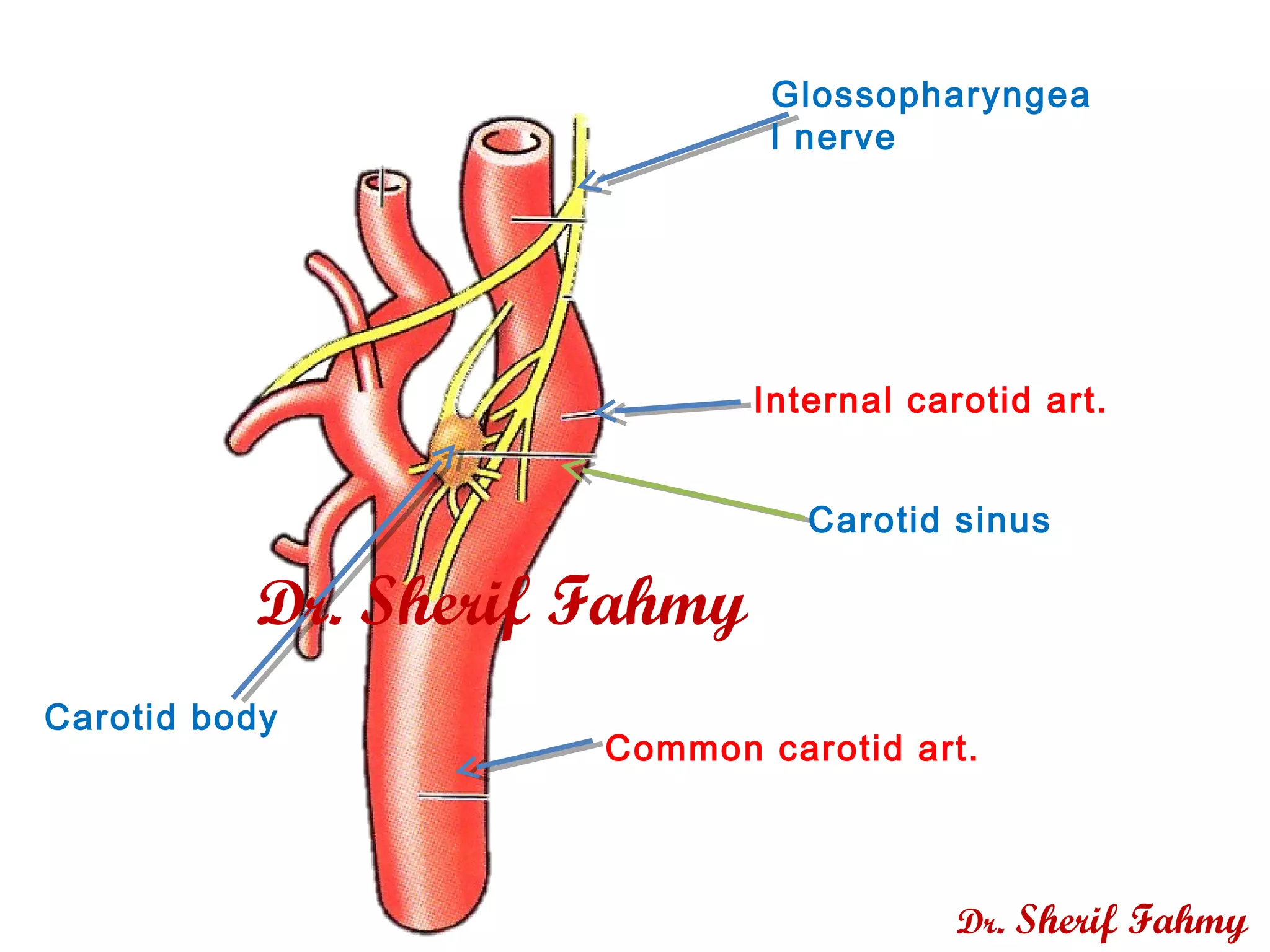 Carotid Triangle (Anatomy of the Neck) | PPS