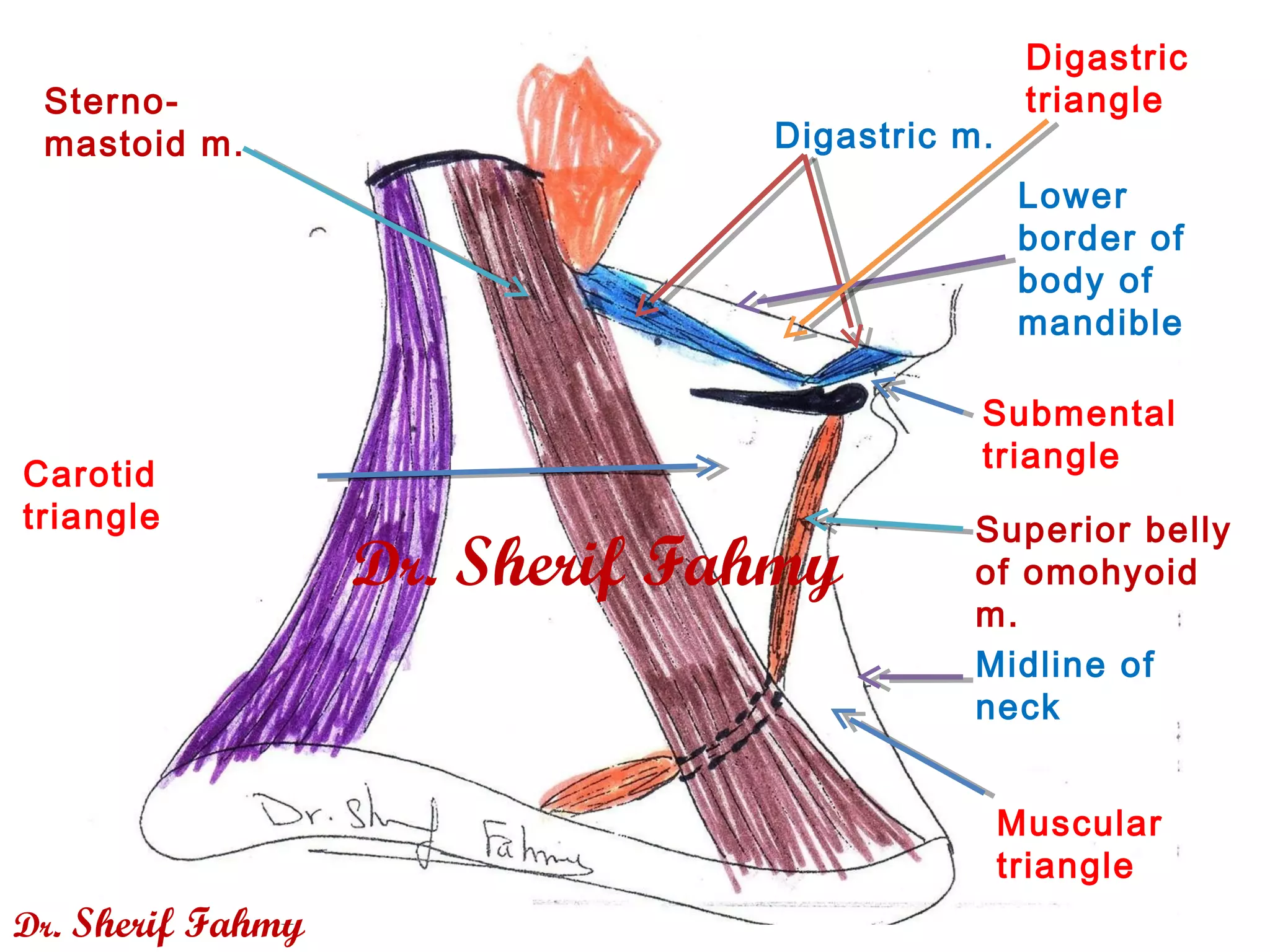 Carotid Triangle (Anatomy of the Neck) | PPS