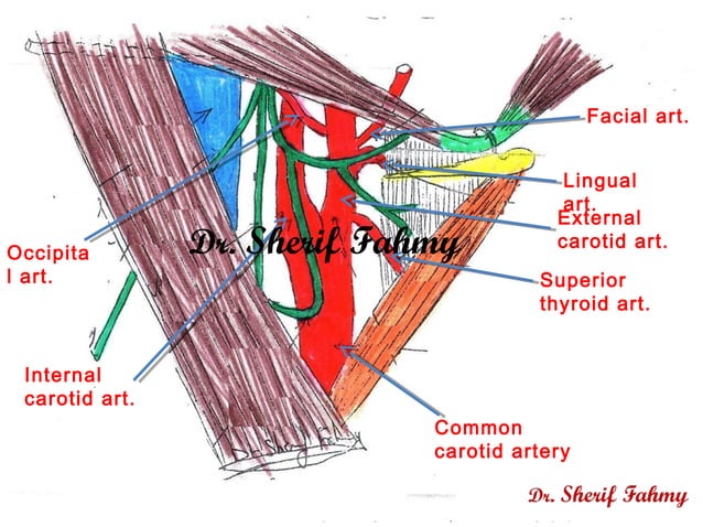 Carotid Triangle (Anatomy of the Neck) | PPS