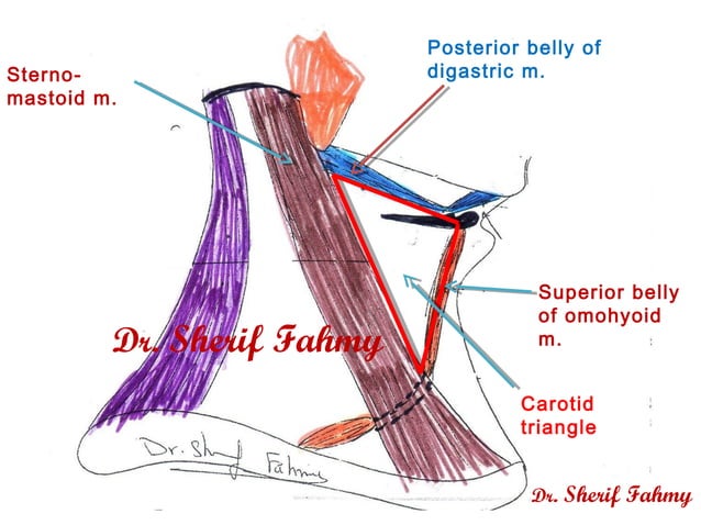 Carotid Triangle (Anatomy of the Neck) | PPS