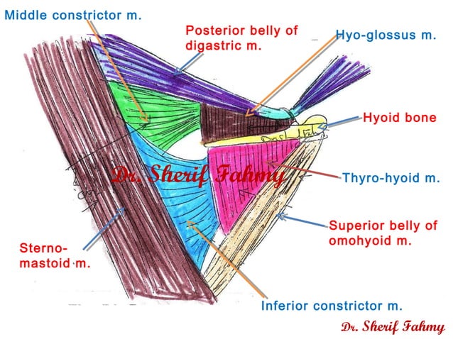 Carotid Triangle (Anatomy of the Neck) | PPS