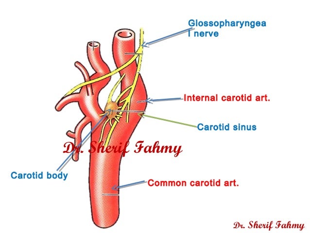 Carotid Triangle (Anatomy of the Neck)