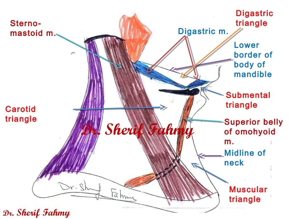 Carotid Triangle (Anatomy of the Neck)