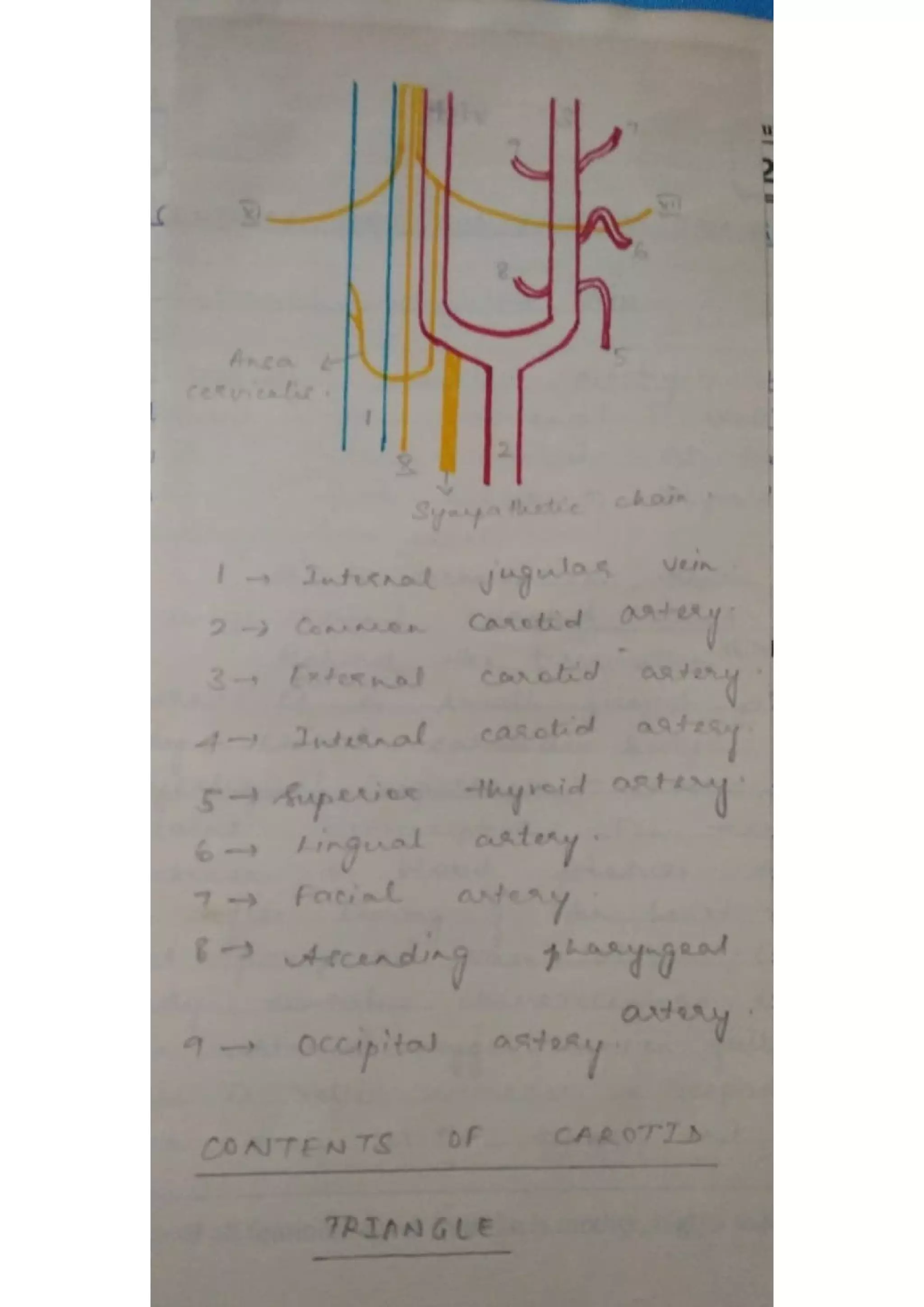 Carotid triangle diagrams | PDF
