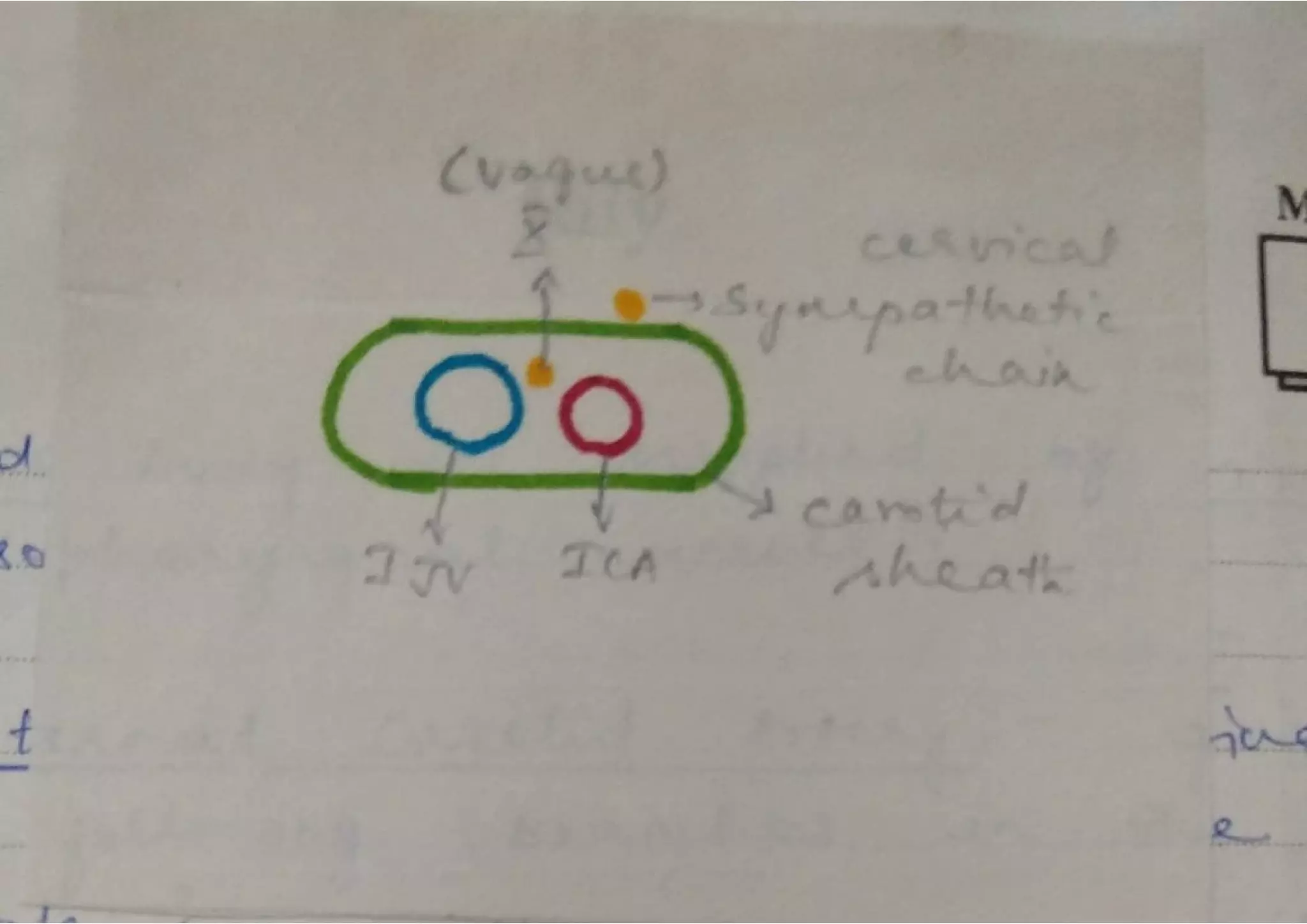 Carotid triangle diagrams | PDF