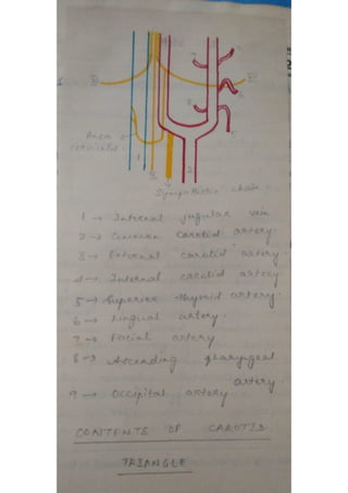 Carotid triangle diagrams | PDF