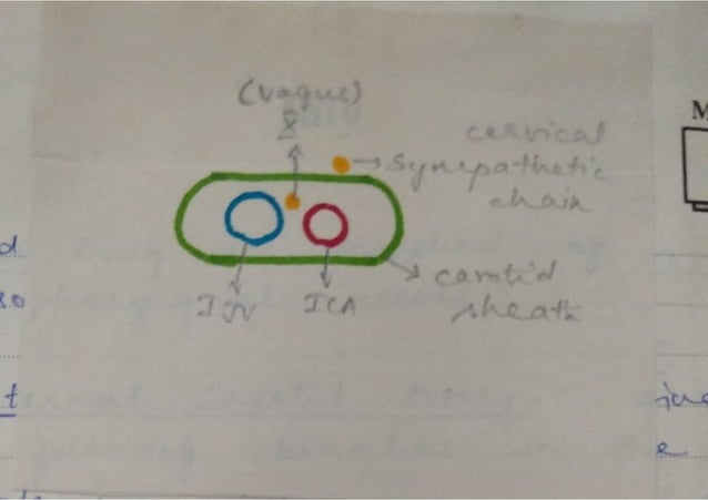 Carotid triangle diagrams | PDF
