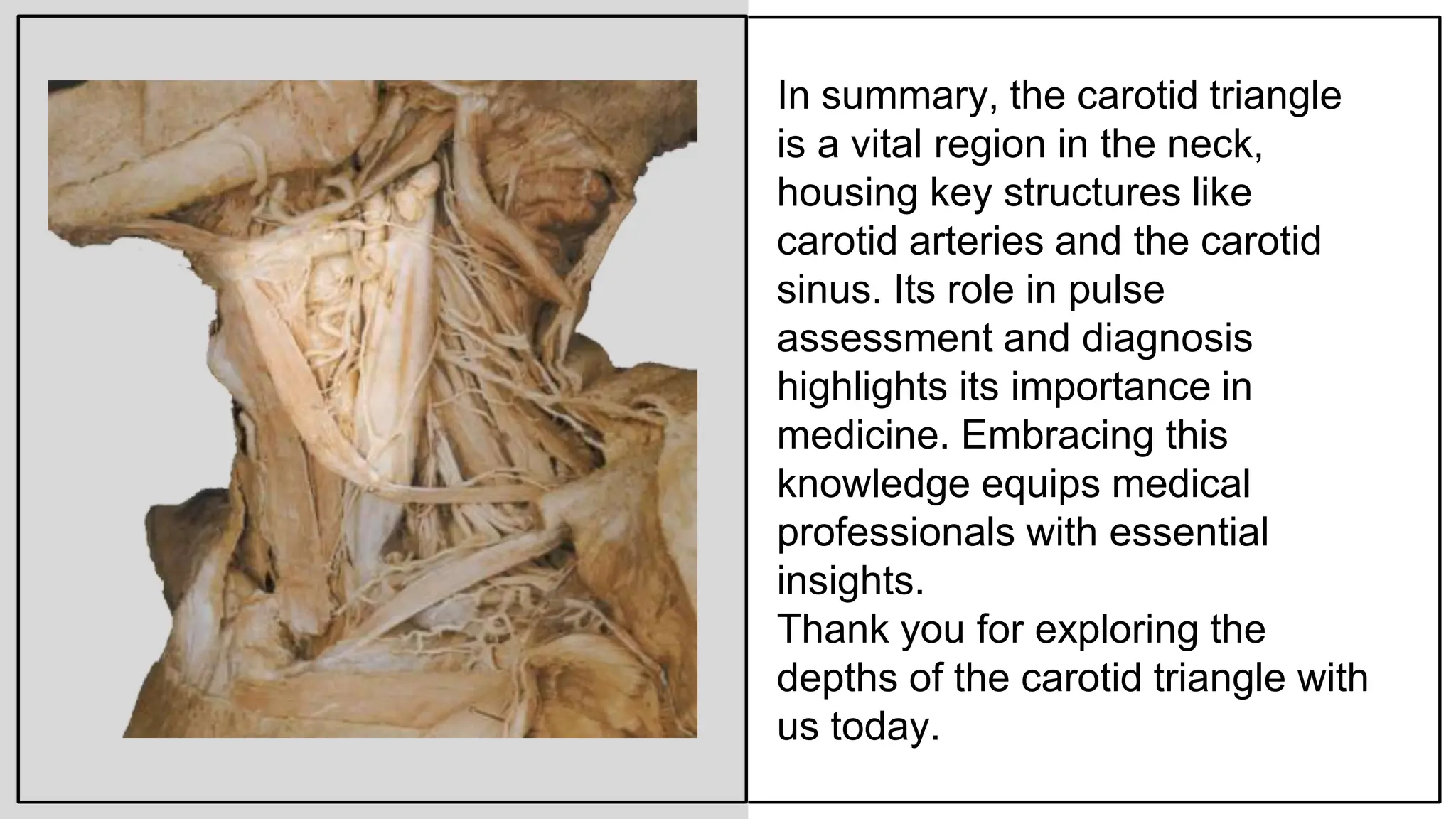 Carotid Triangle.pptx