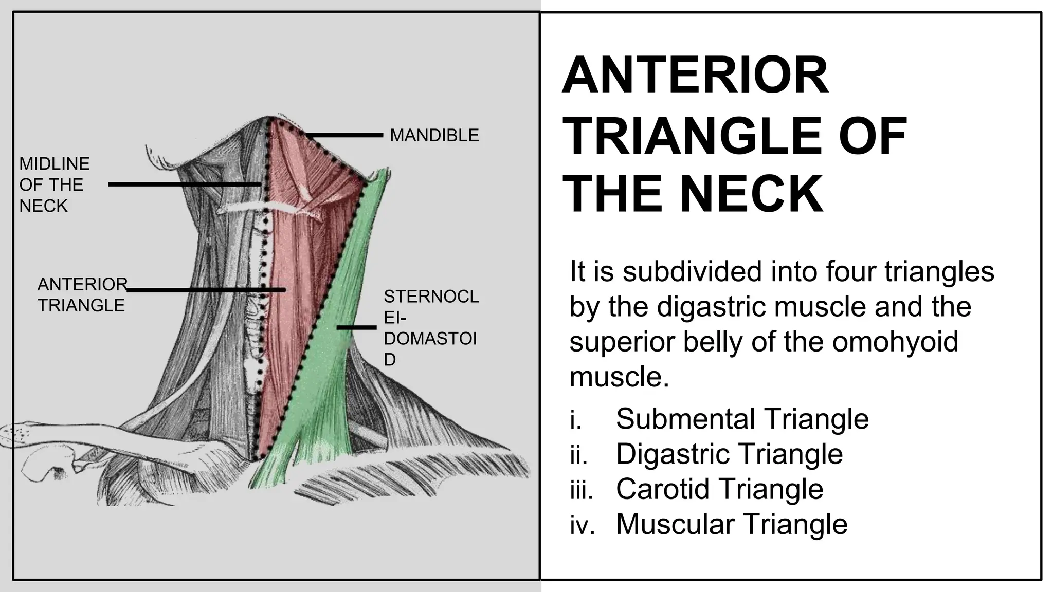 Carotid Triangle.pptx | Death, Injury, or Military Conflict | Sensitive ...