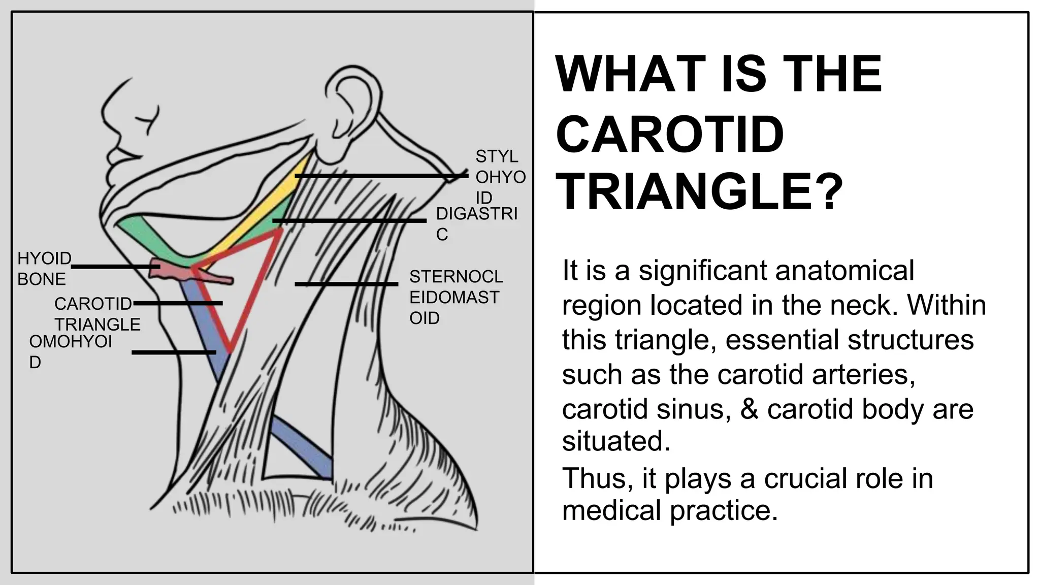 Carotid Triangle.pptx